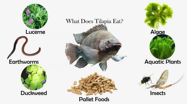 What Do Fish Eat? - Pet Tips And Tricks